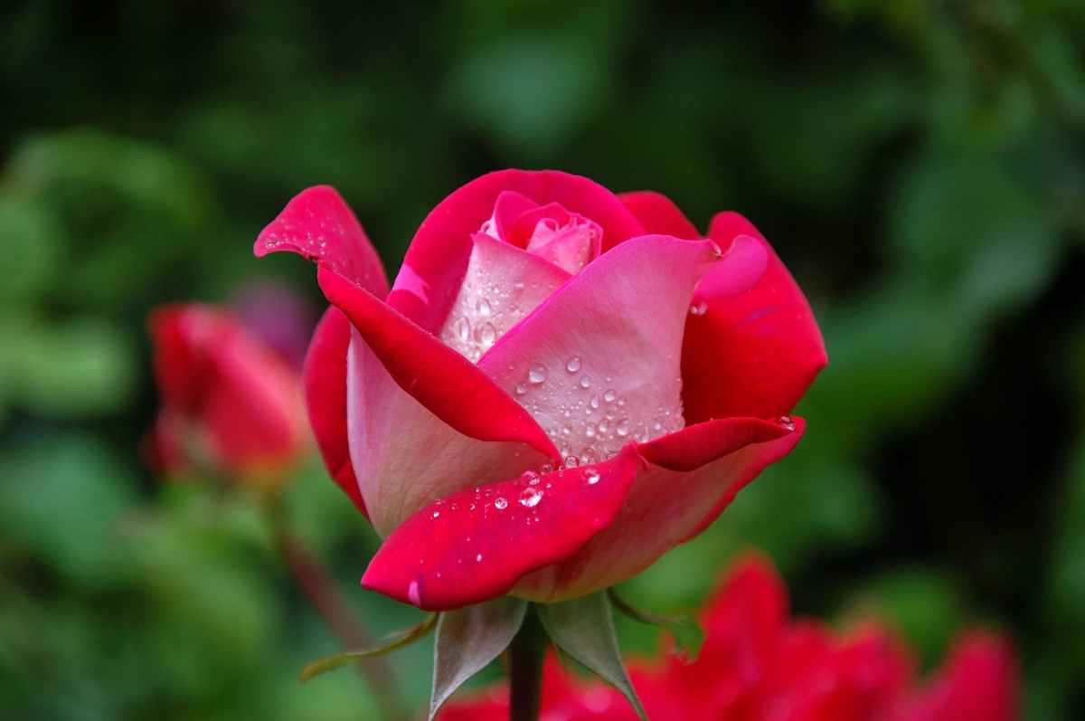 A Rose by Any Other Name – The Story of Rhoda | totallyvintagediva